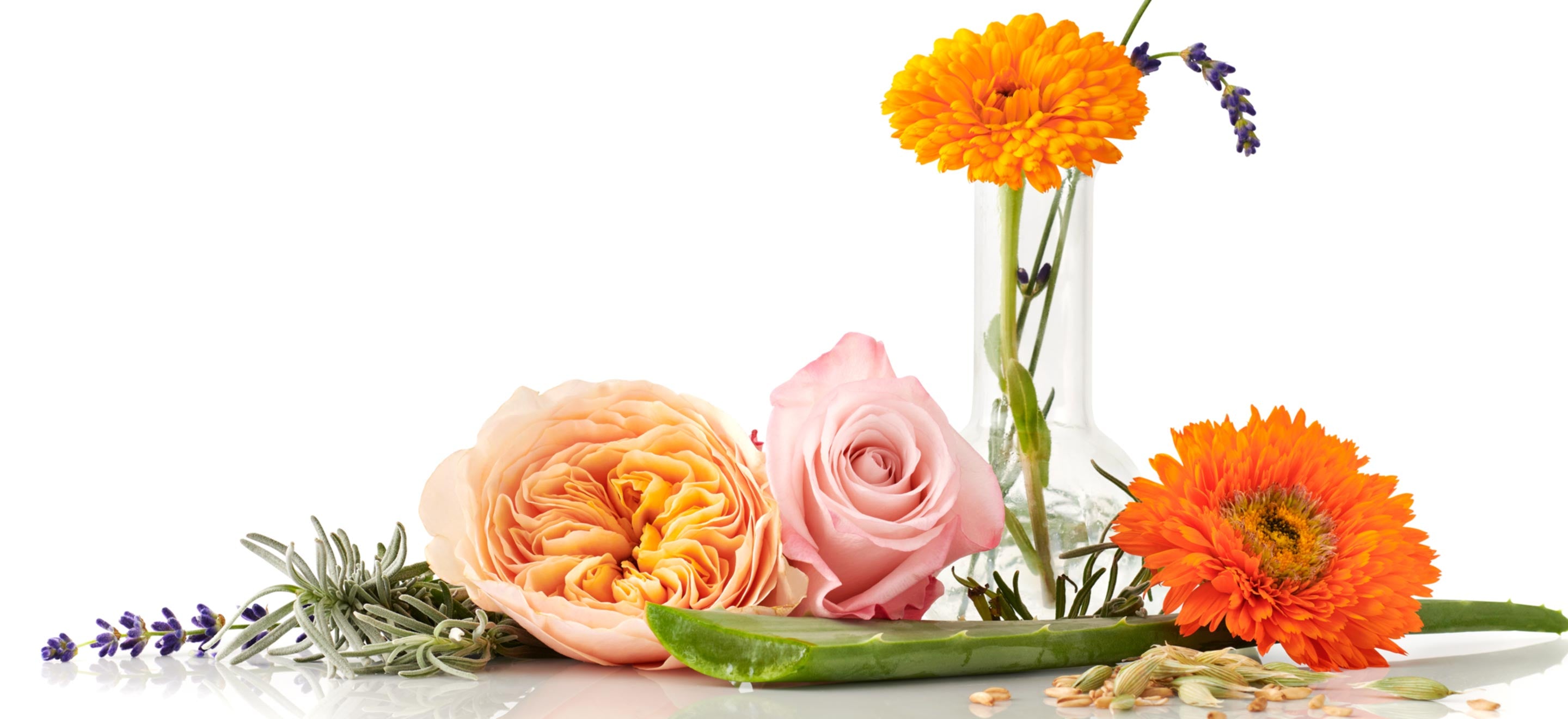 DIY Recipe - Lavender Dusting Powder | Naturopathica