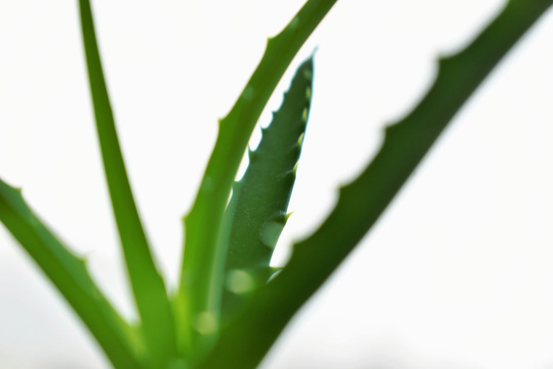 How Long to Leave Aloe Vera on Face | Naturopathica
